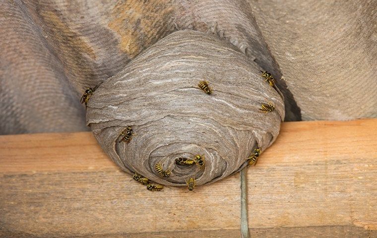 A Useful Guide To Preventing Wasps Around Your Granada Hills Yard ...