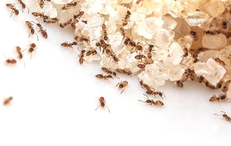 What To Do About Ants On Your Granada Hills Property | Johnny Rat Pest ...