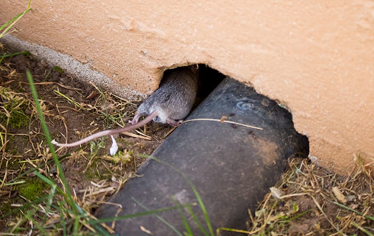 Mice And Rats Beware: How To Create A Rodent-Free Environment In ...