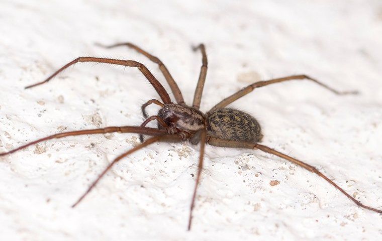 How To Effectively Deter House Spiders In Granada Hills | Johnny Rat ...